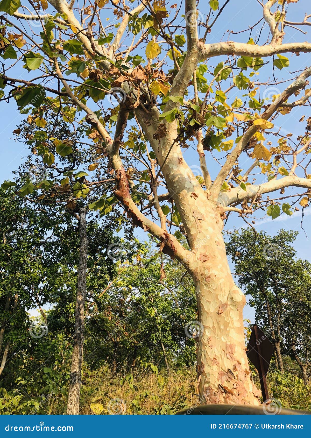 Tree in the Indian forest stock image. Image of green - 216674767