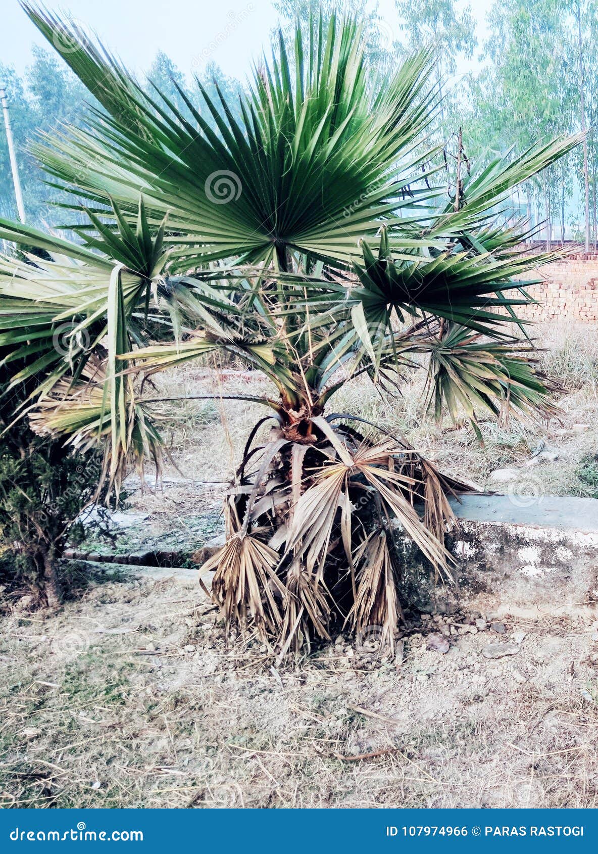 Khajoor Tree Stock Photos - Free & Royalty-Free Stock Photos from ...