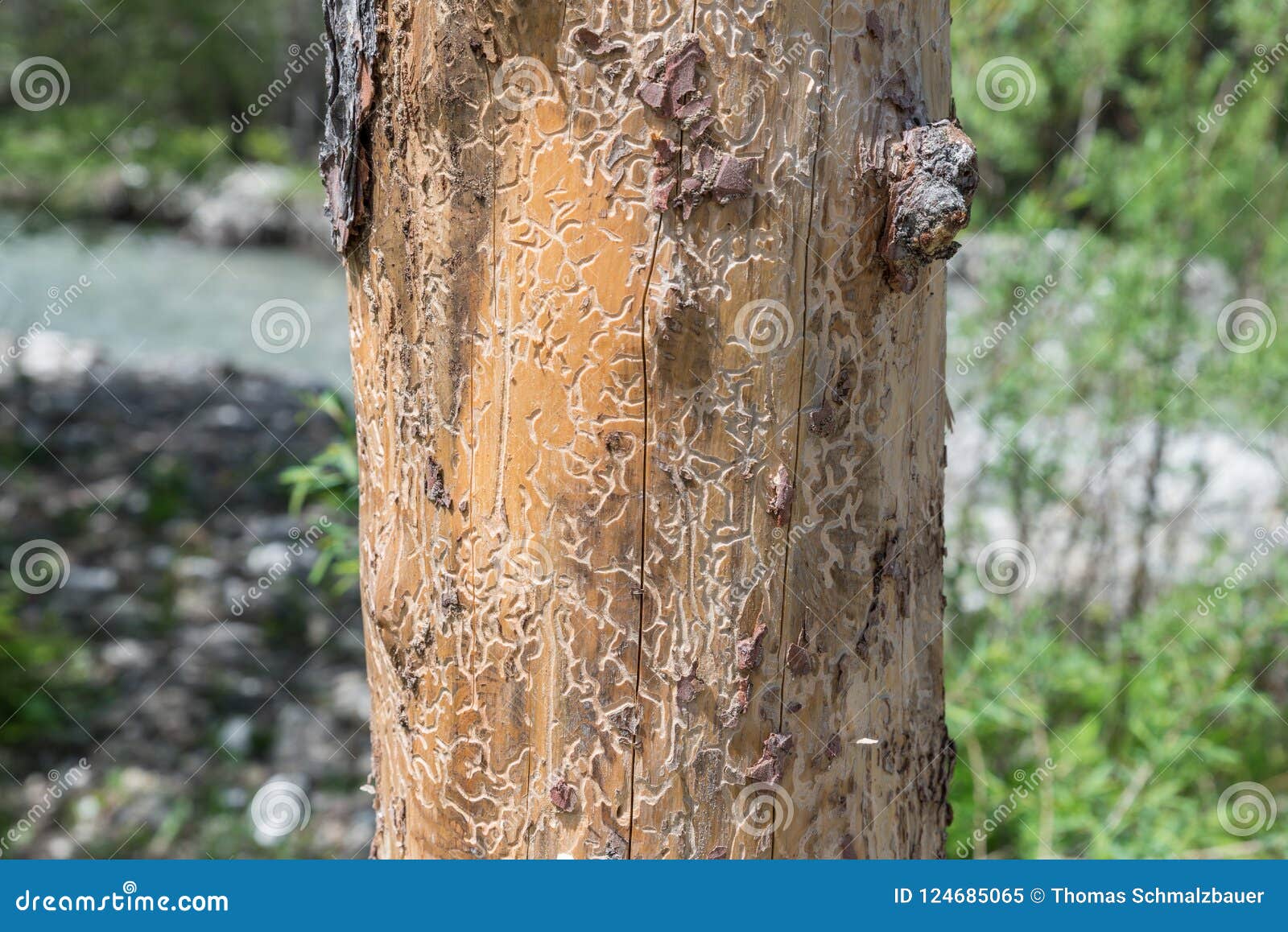 Tree Infested with Bark Beetles Larvae Stock Image - Image of landscape ...