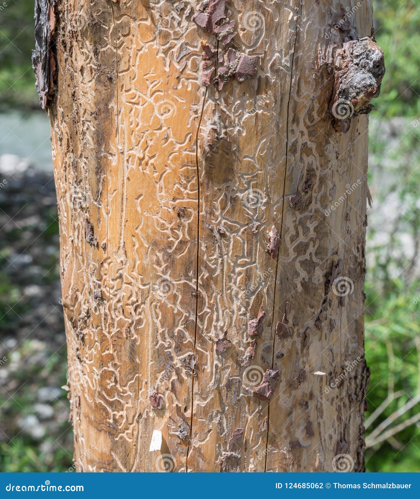 Tree Infested with Bark Beetles Larvae Stock Photo - Image of landscape ...