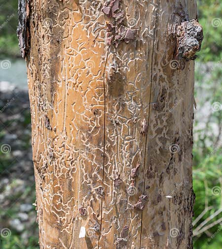 Tree Infested with Bark Beetles Larvae Stock Photo - Image of landscape ...