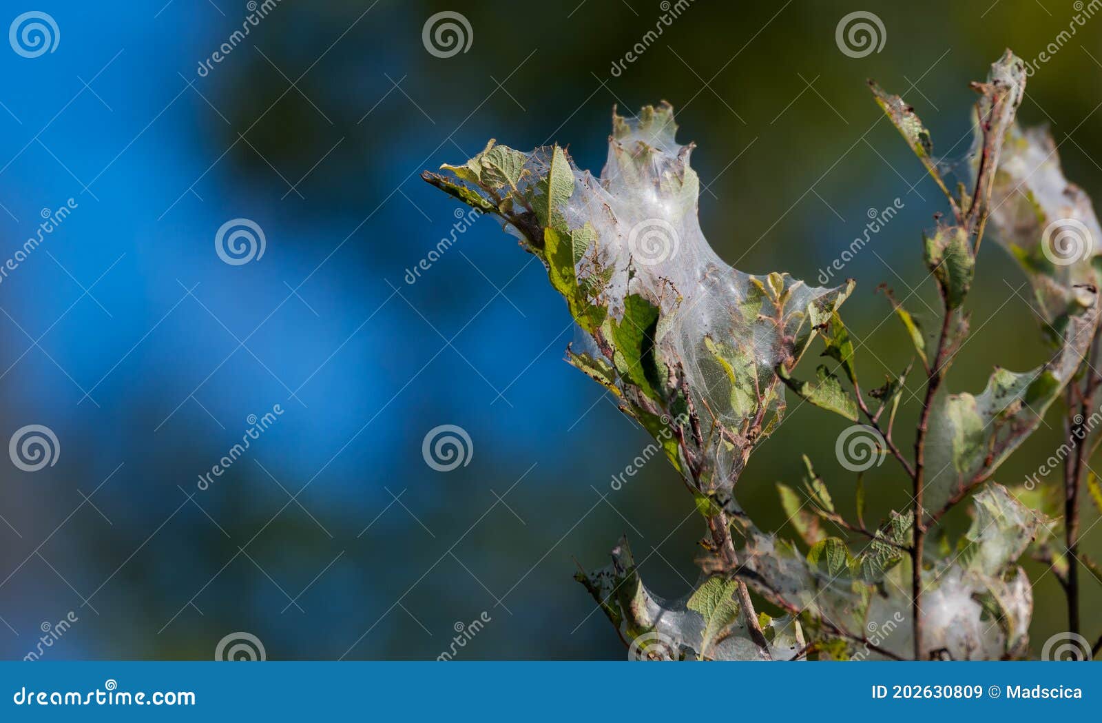 Webworm Infestation in a Tree Stock Image - Image of space, spider ...