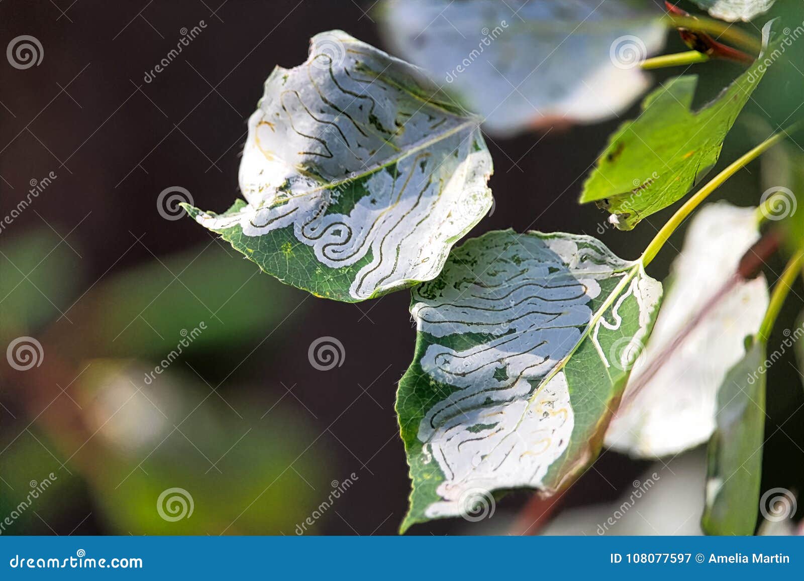 A Tree Infested with Lead Miner Insects Stock Image - Image of larva ...
