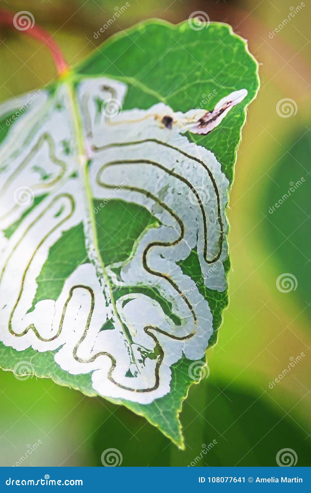 A Tree Infested with Leaf Miner Insects Stock Image - Image of nature ...