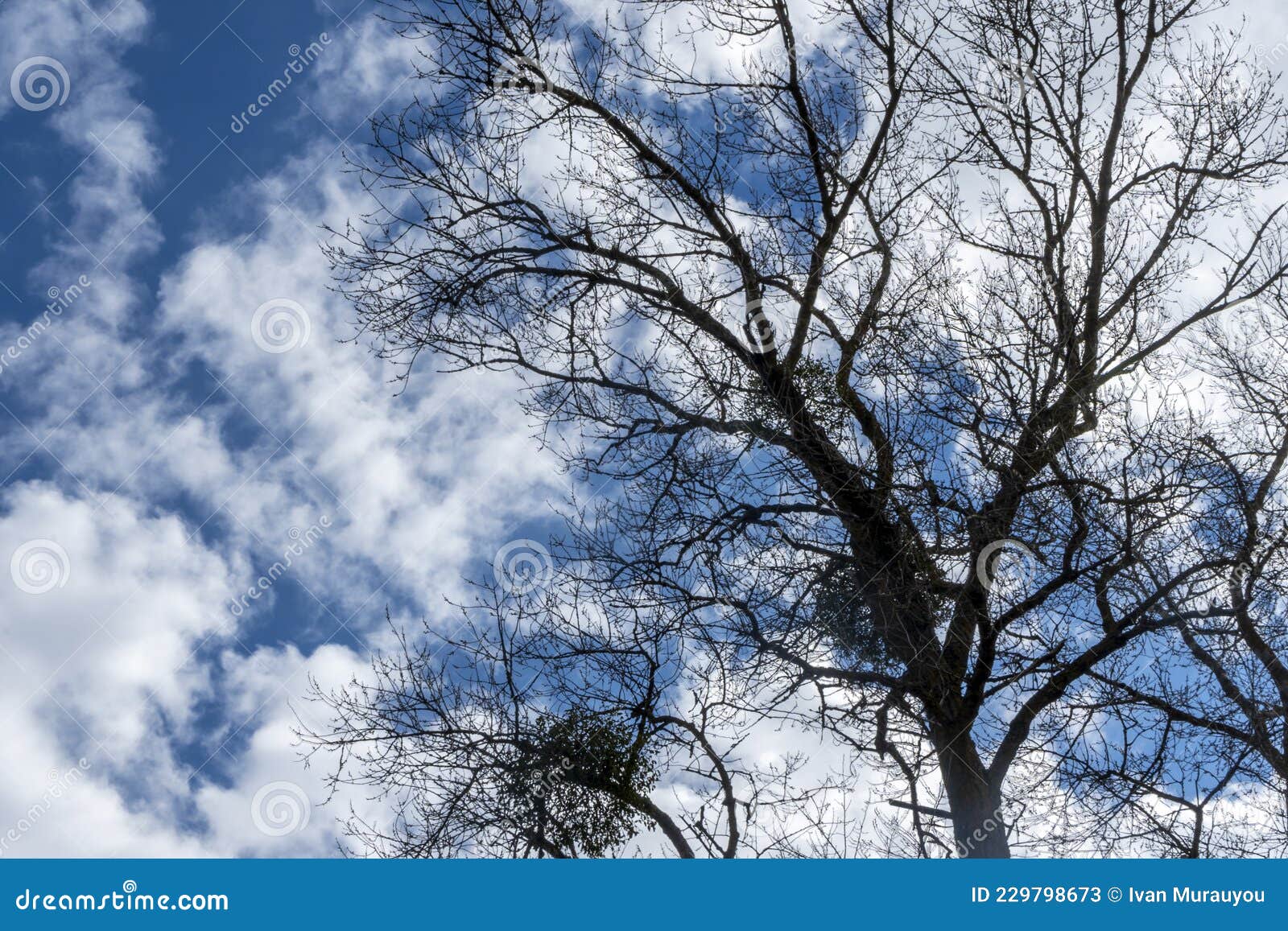 Tree Infested with Mistletoe Parasites on a Blue Sky with White Clouds ...