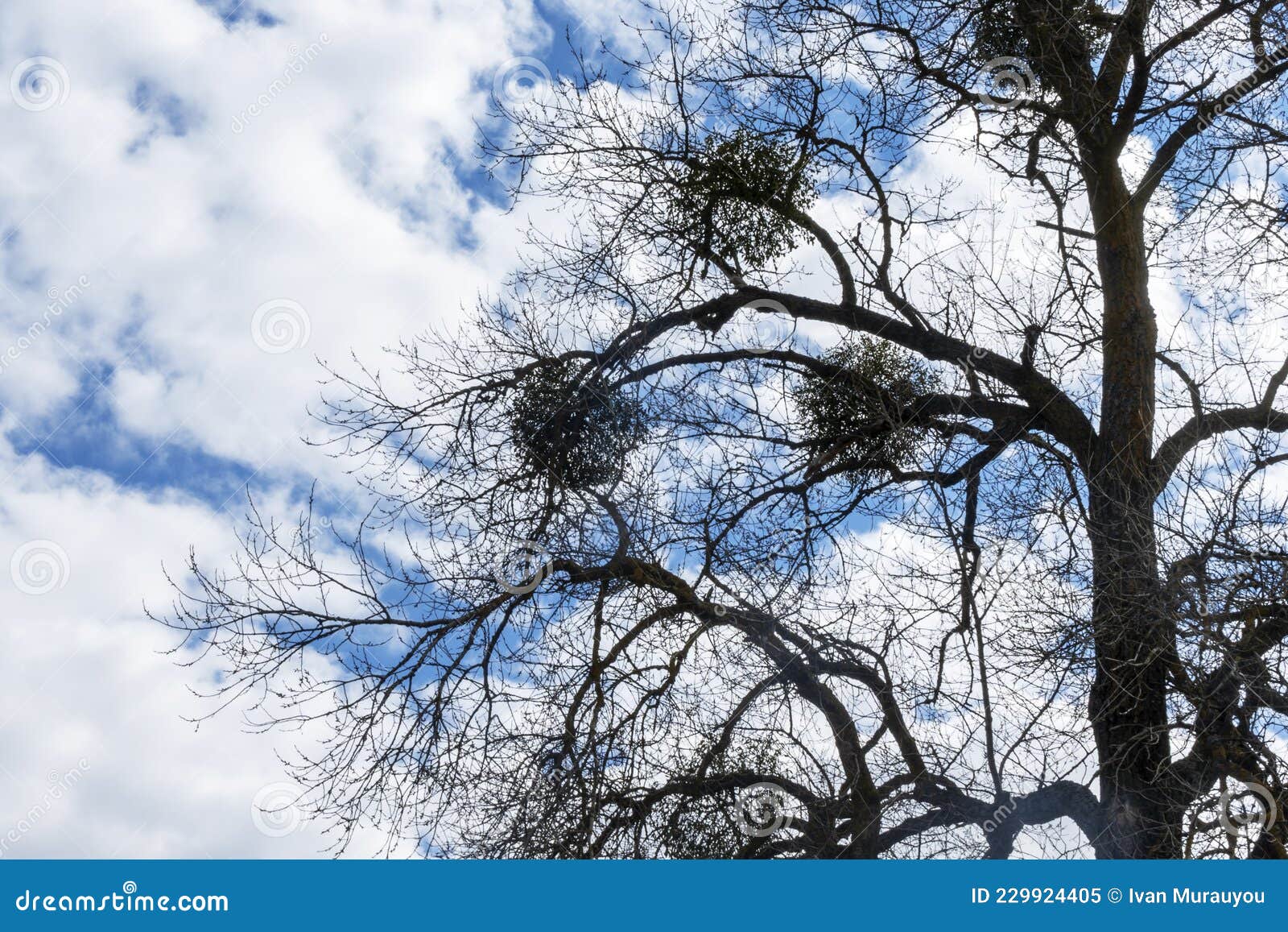 Tree Infested with Mistletoe Parasites on a Blue Sky with White Clouds ...