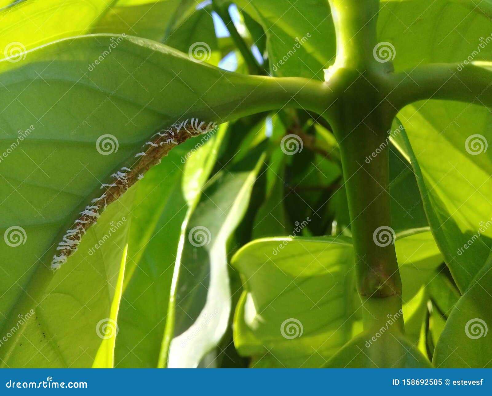 Tree Infested with Powdery Mildew White Fungus Stock Image - Image of ...