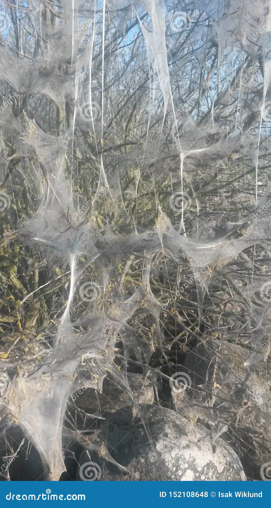 â€œGhost Treeâ€ Covered in Caterpillar Web Stock Photo - Image of ...