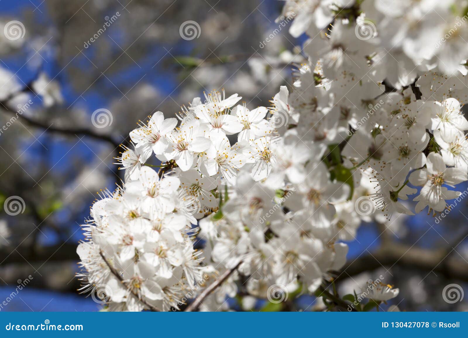 Tree inflorescence stock photo. Image of blossom, flora - 130427078