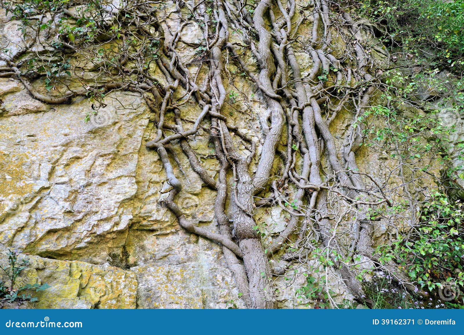 Tree is Ingrained in the Rock Stock Image - Image of forest, leaf: 39162371