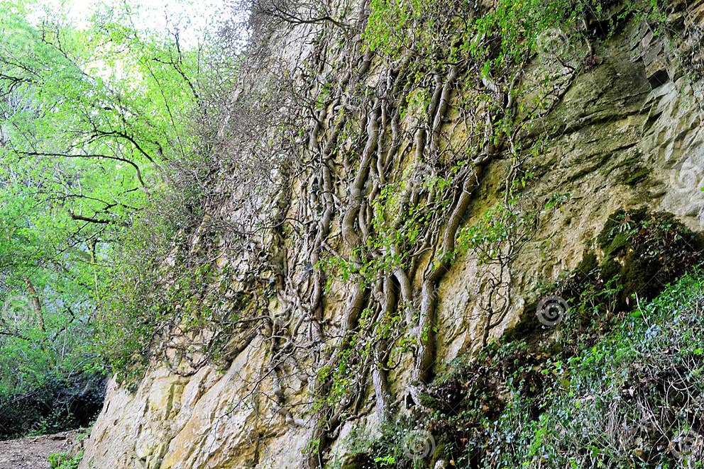 Tree is Ingrained in the Rock Stock Image - Image of environment ...