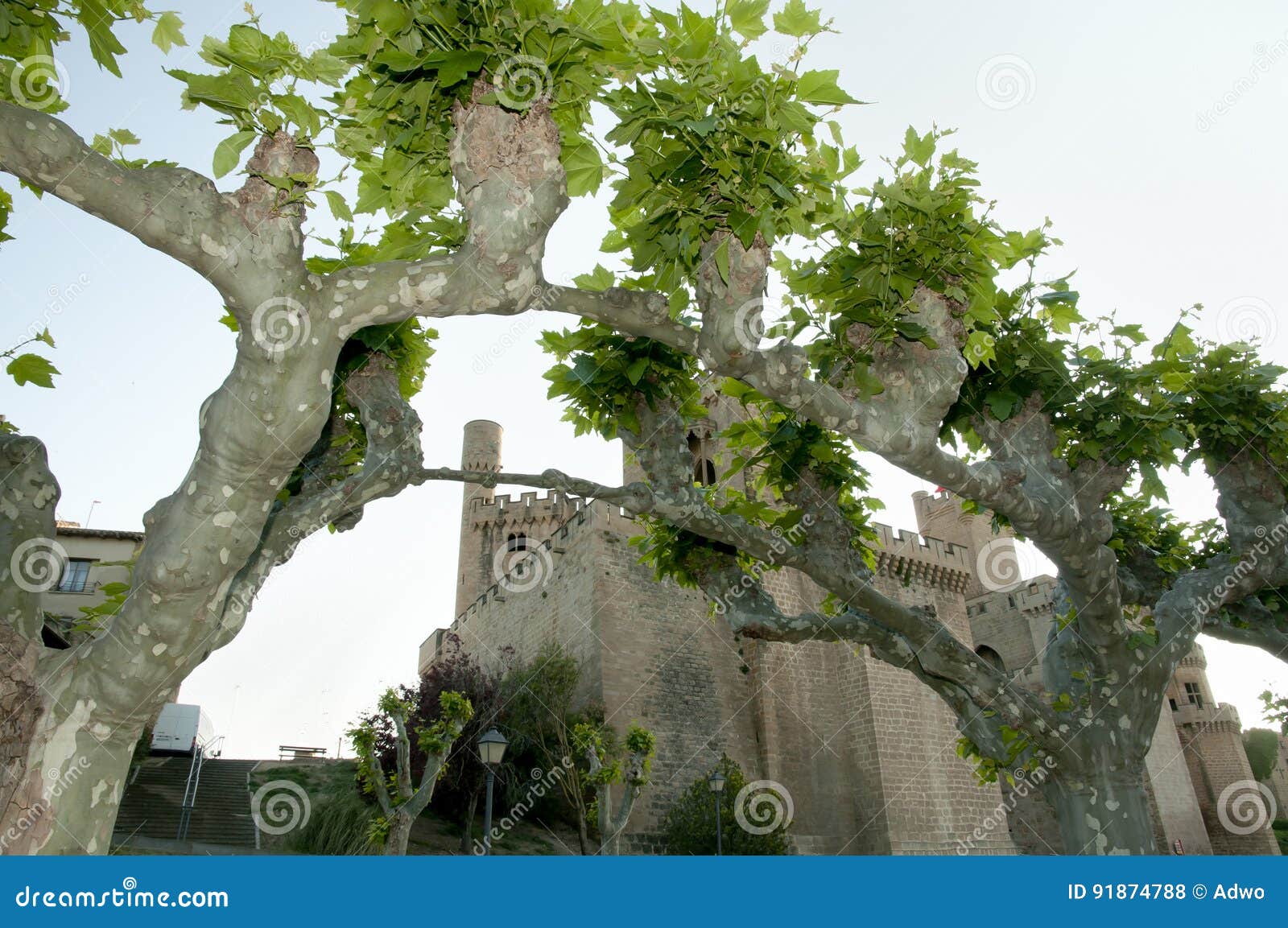 Tree Inosculation - Spain stock photo. Image of together - 91874788