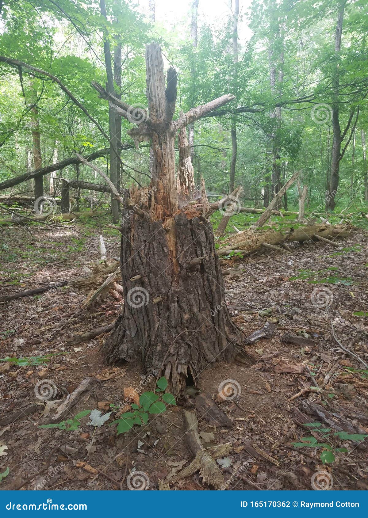 Tree inside another tree stock photo. Image of outdoors - 165170362