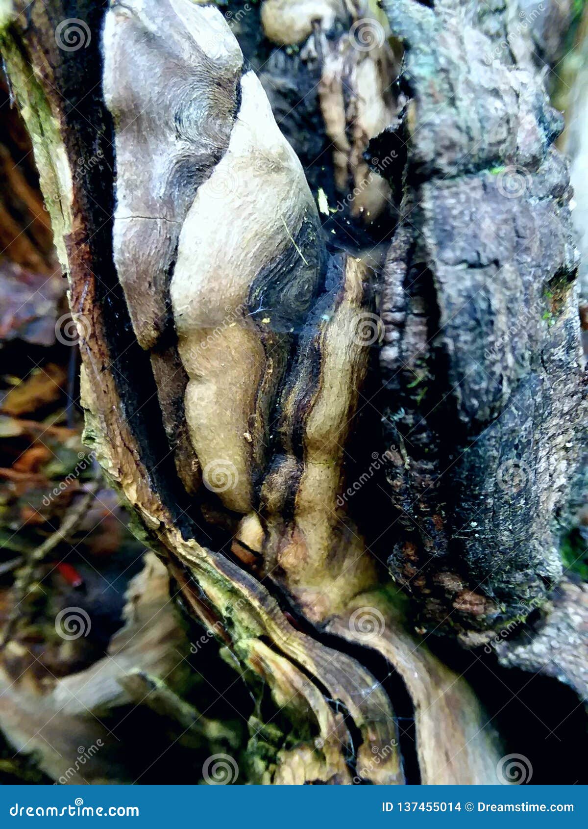 Tree stock photo. Image of colorful, stump, tree, inside - 137455014