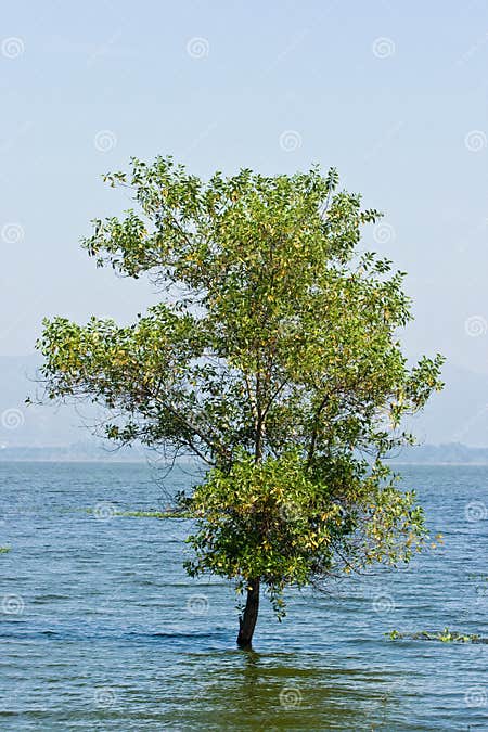 Tree inside water flood stock photo. Image of scene, tree - 17785898
