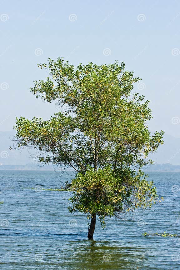 Tree inside water flood stock photo. Image of scene, tree - 17785898