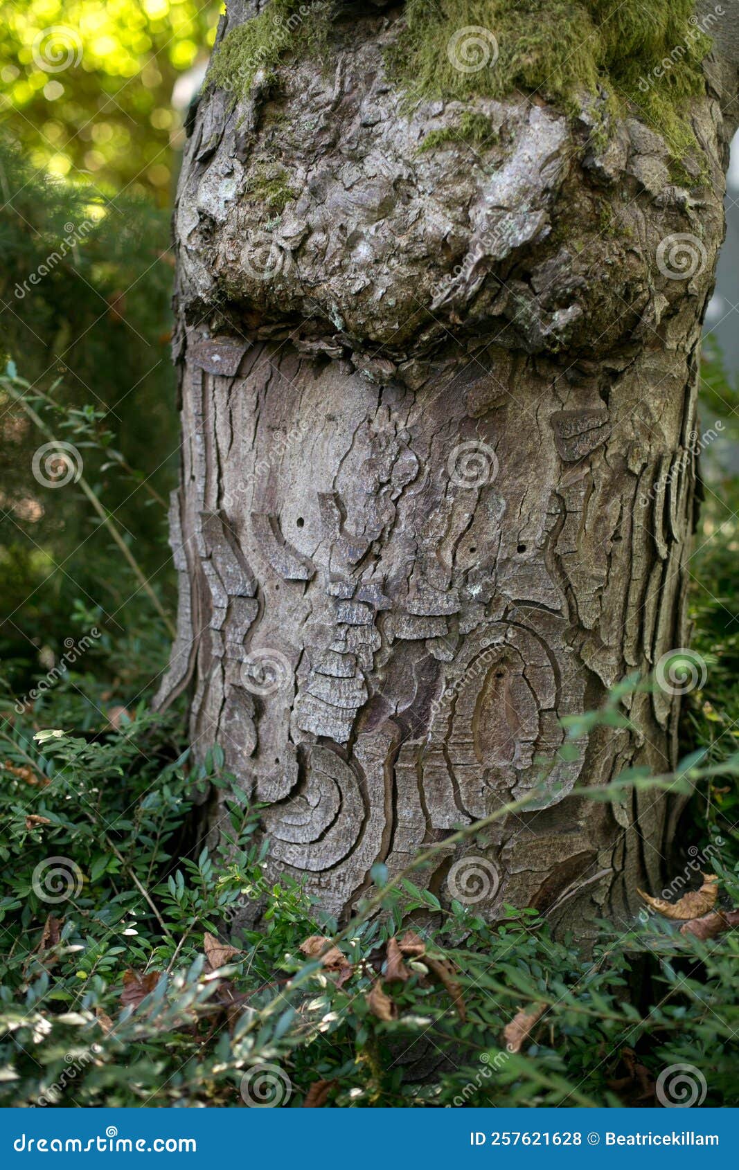 Tree with Interesting Bark stock photo. Image of detail - 257621628