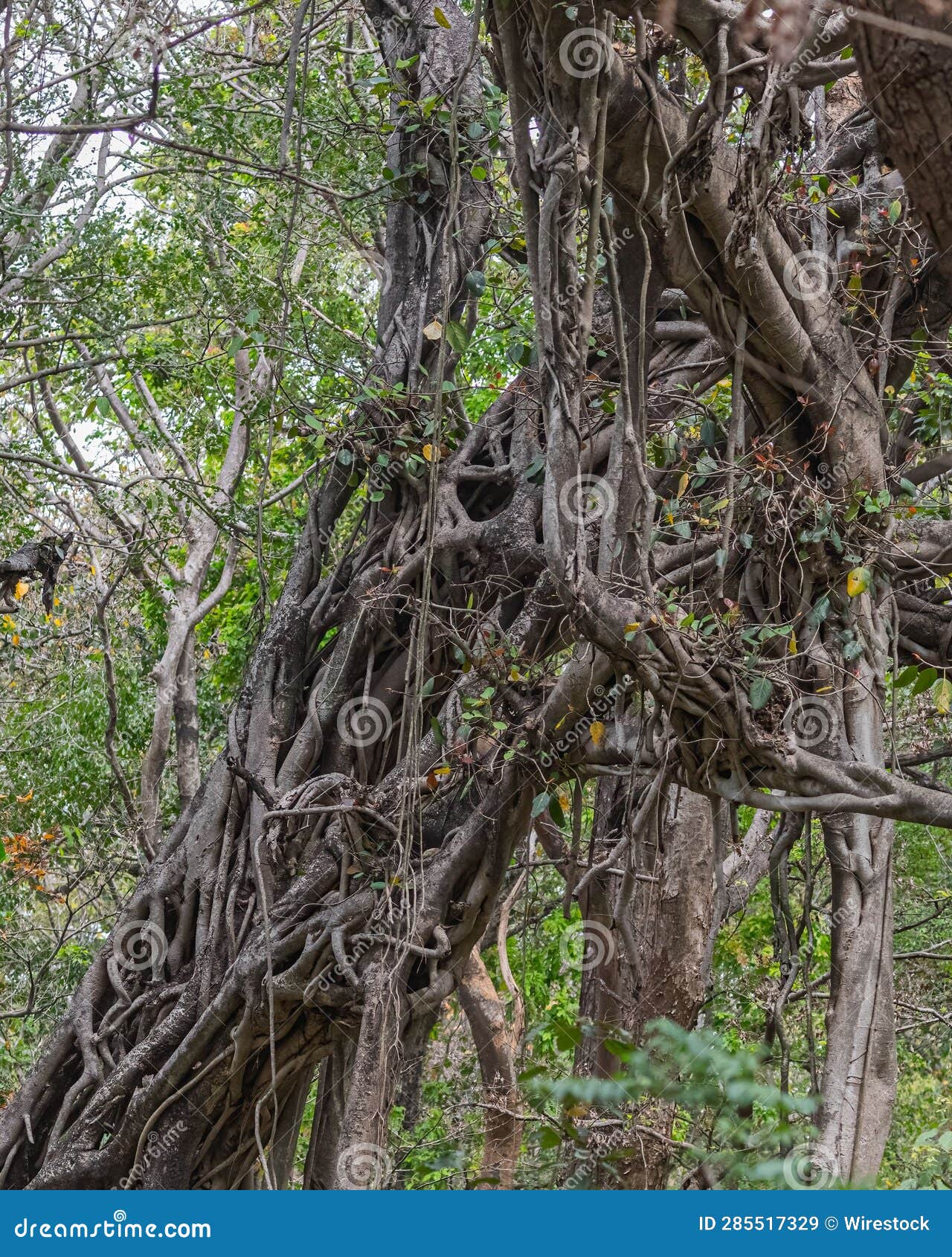Tree with Intertwined Branches in a Dense Forest. Stock Image - Image ...