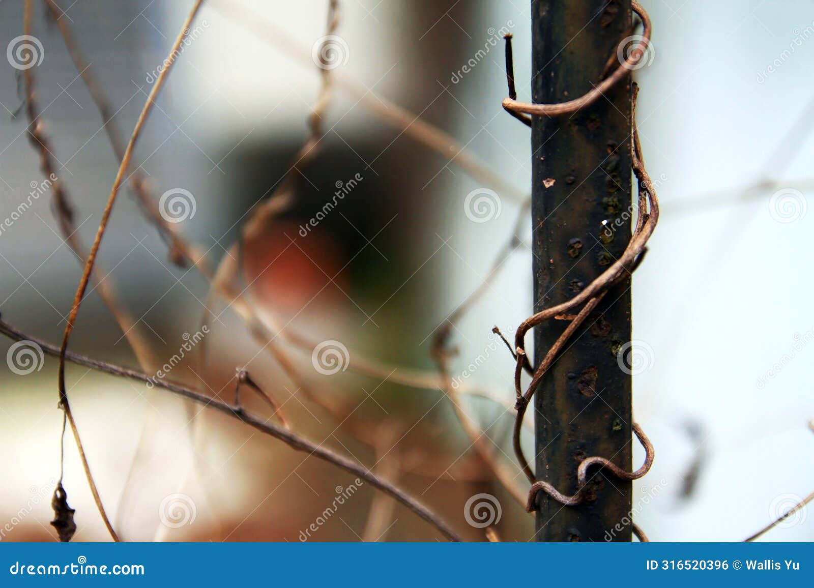 Tree Intertwined with Brown Vines Stock Photo - Image of trunk ...