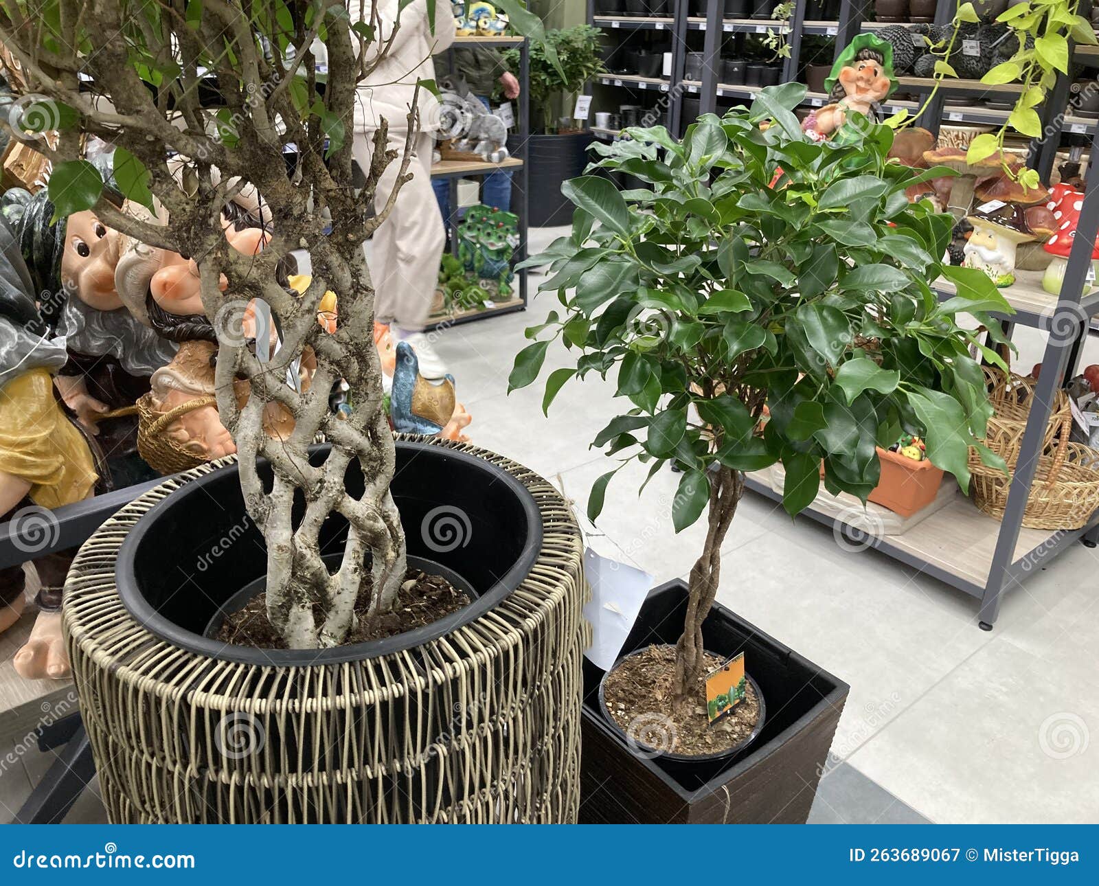 Tree with Intertwined Trunk. in a Pot in the Store. the Branches of the ...