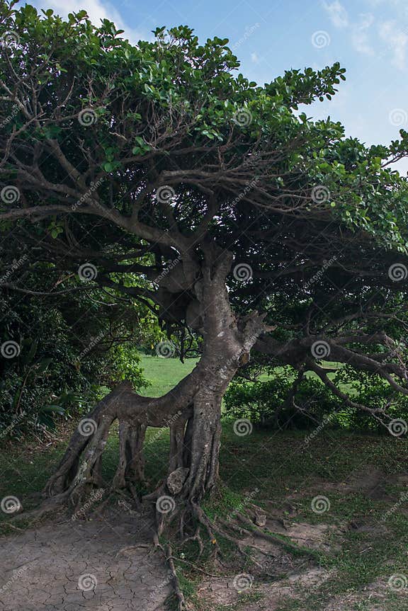 Tree with Intertwining Dense Branches Stock Image - Image of nature ...