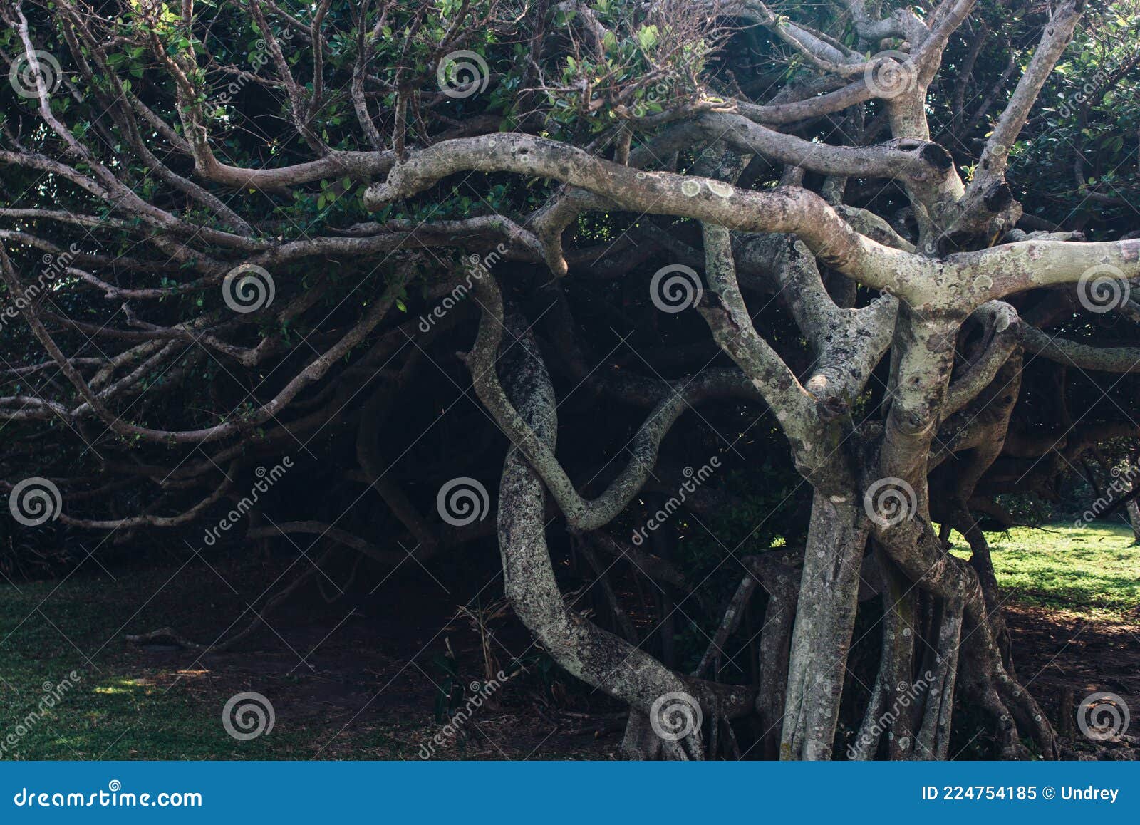 Tree with Intertwining Dense Branches Stock Image - Image of branch ...