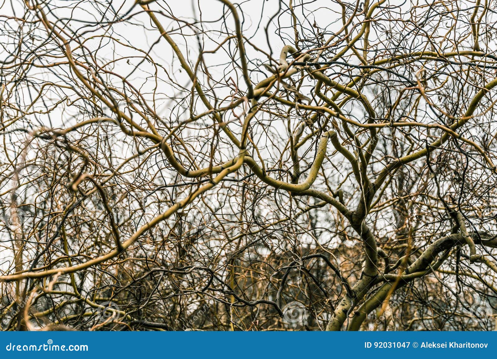 Tree with Interwoven Branche Stock Image - Image of spring, leaf: 92031047