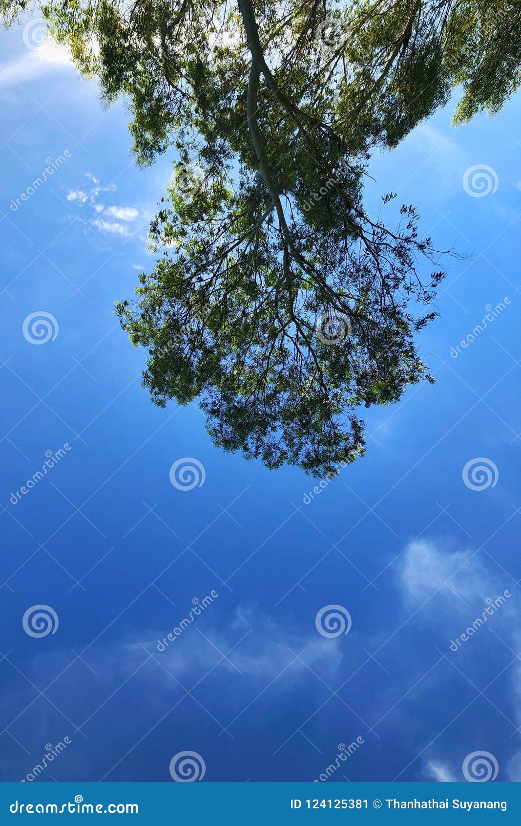 Tree Invert and Sky stock image. Image of invert, cloud - 124125381