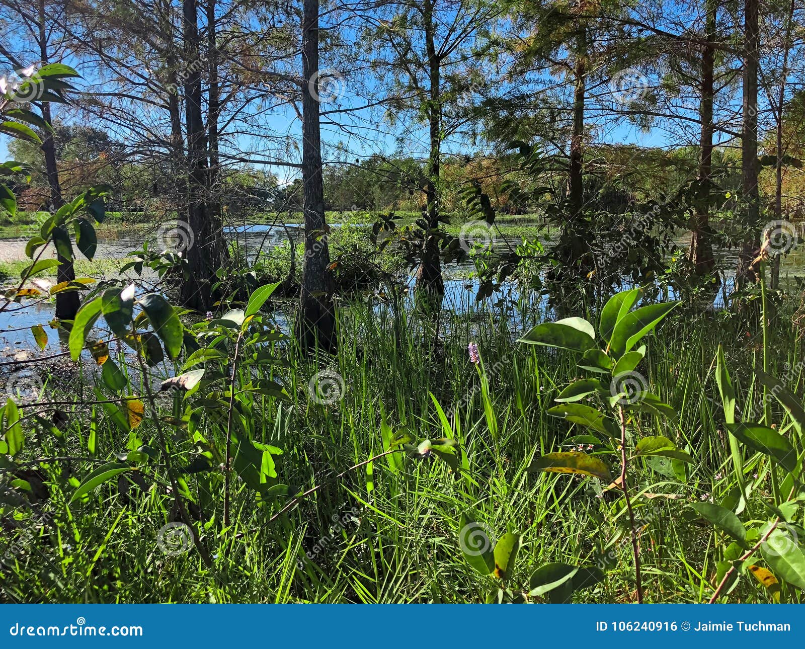Green marsh landscape stock photo. Image of changing - 106240916