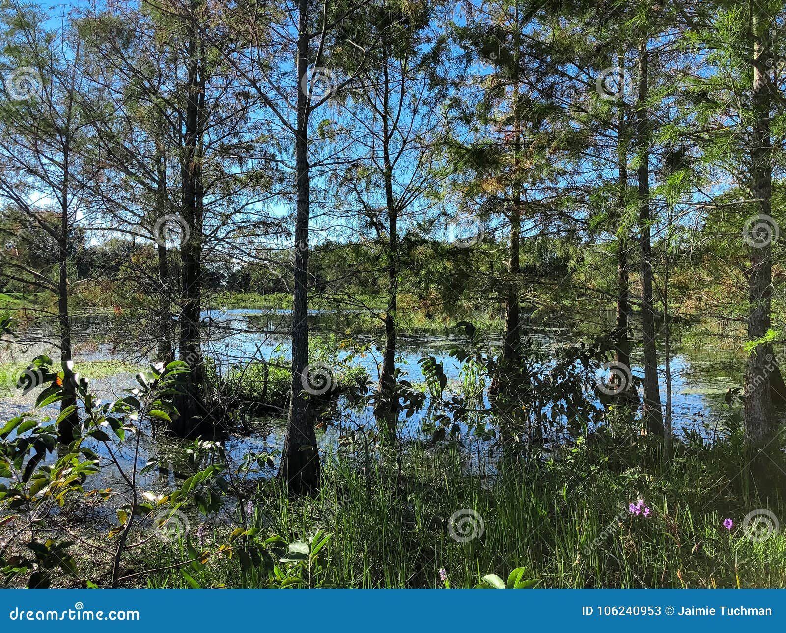 Green marsh landscape stock image. Image of ecosystem - 106240953