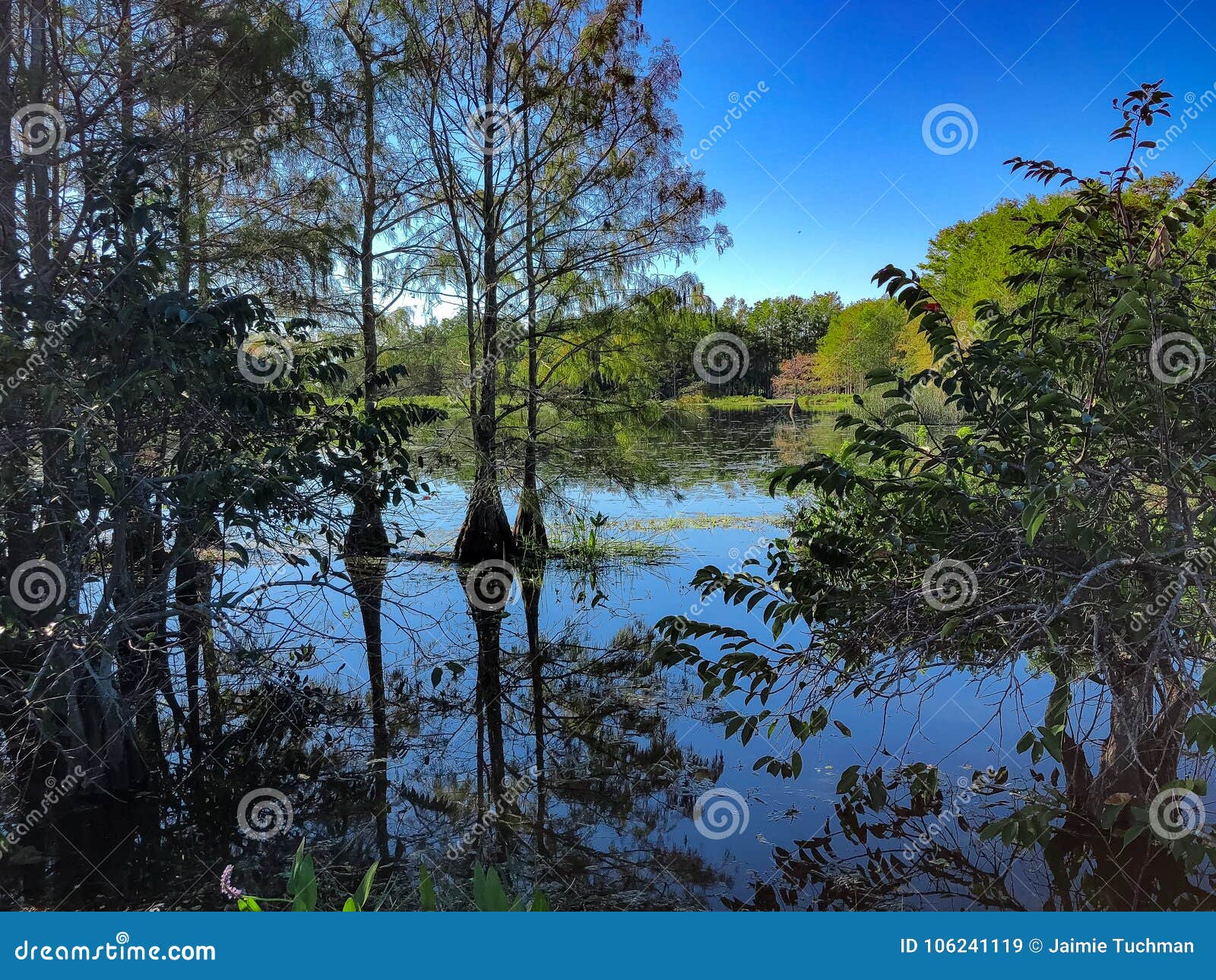 Green marsh landscape stock image. Image of grassy, autumnal - 106241119