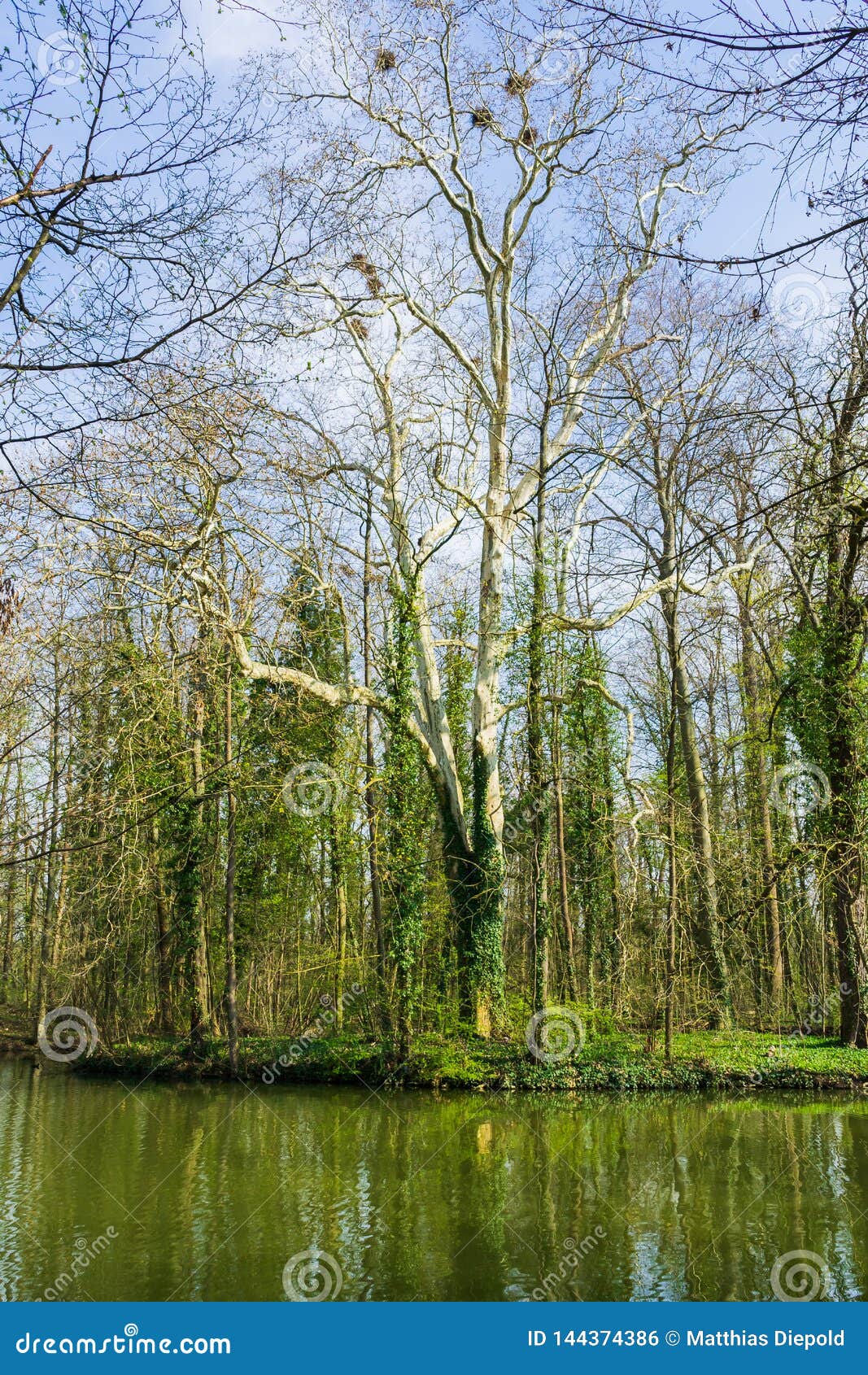 Tree on an Island in the Lake Stock Photo - Image of outdoor ...