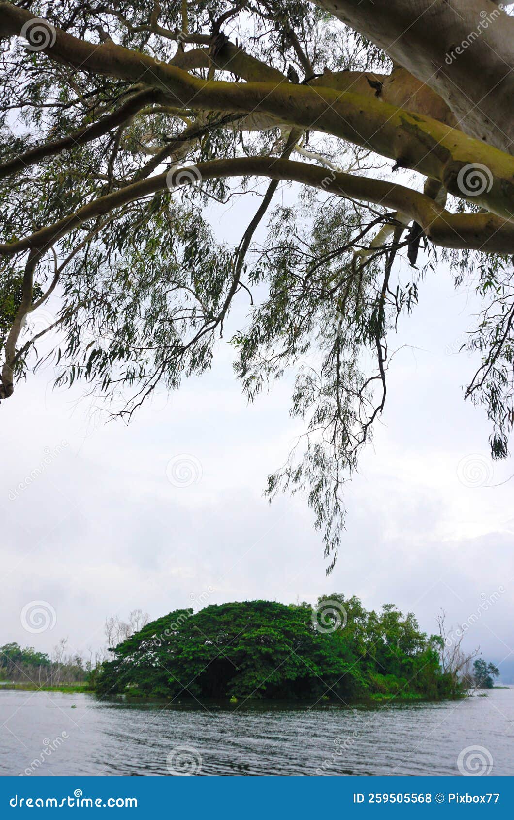 Tree and Island at Lake with Tree Canopy Stock Photo - Image of nature ...