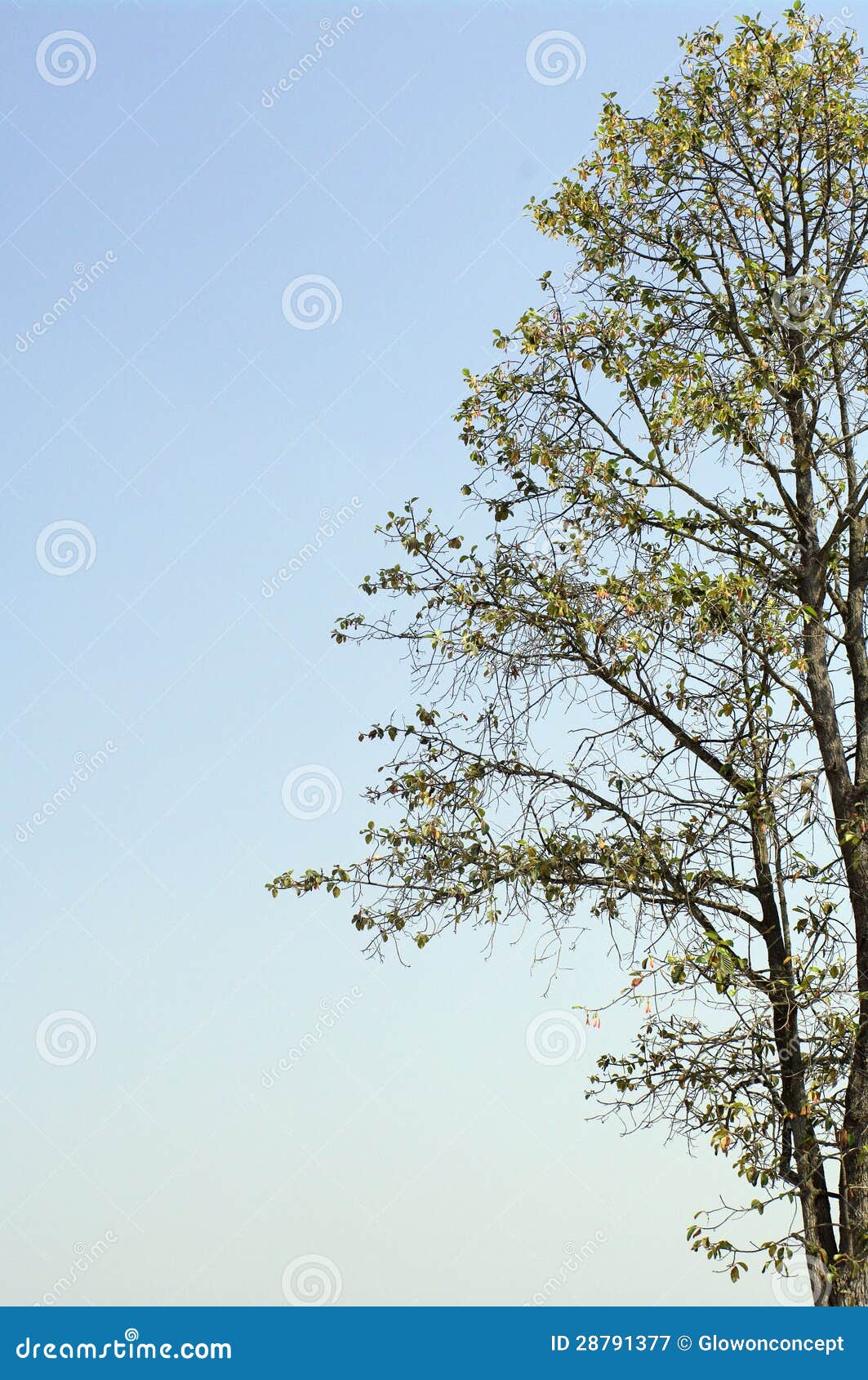 Tree isolate on blue sky stock image. Image of airy, gradient - 28791377