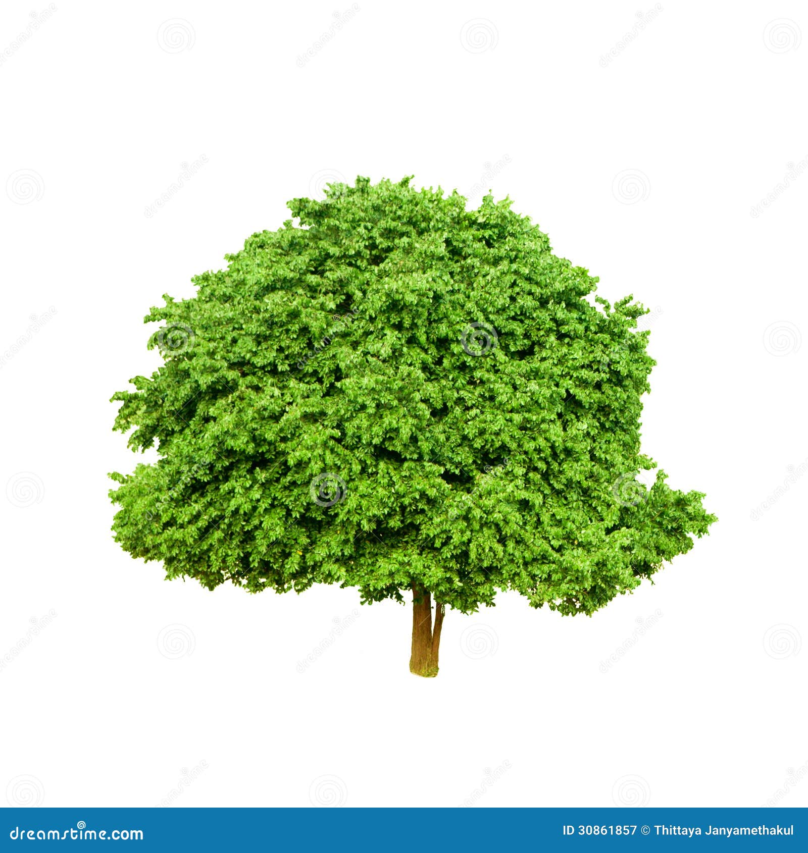 Tree Isolate stock image. Image of detail, isolated, lonely - 30861857