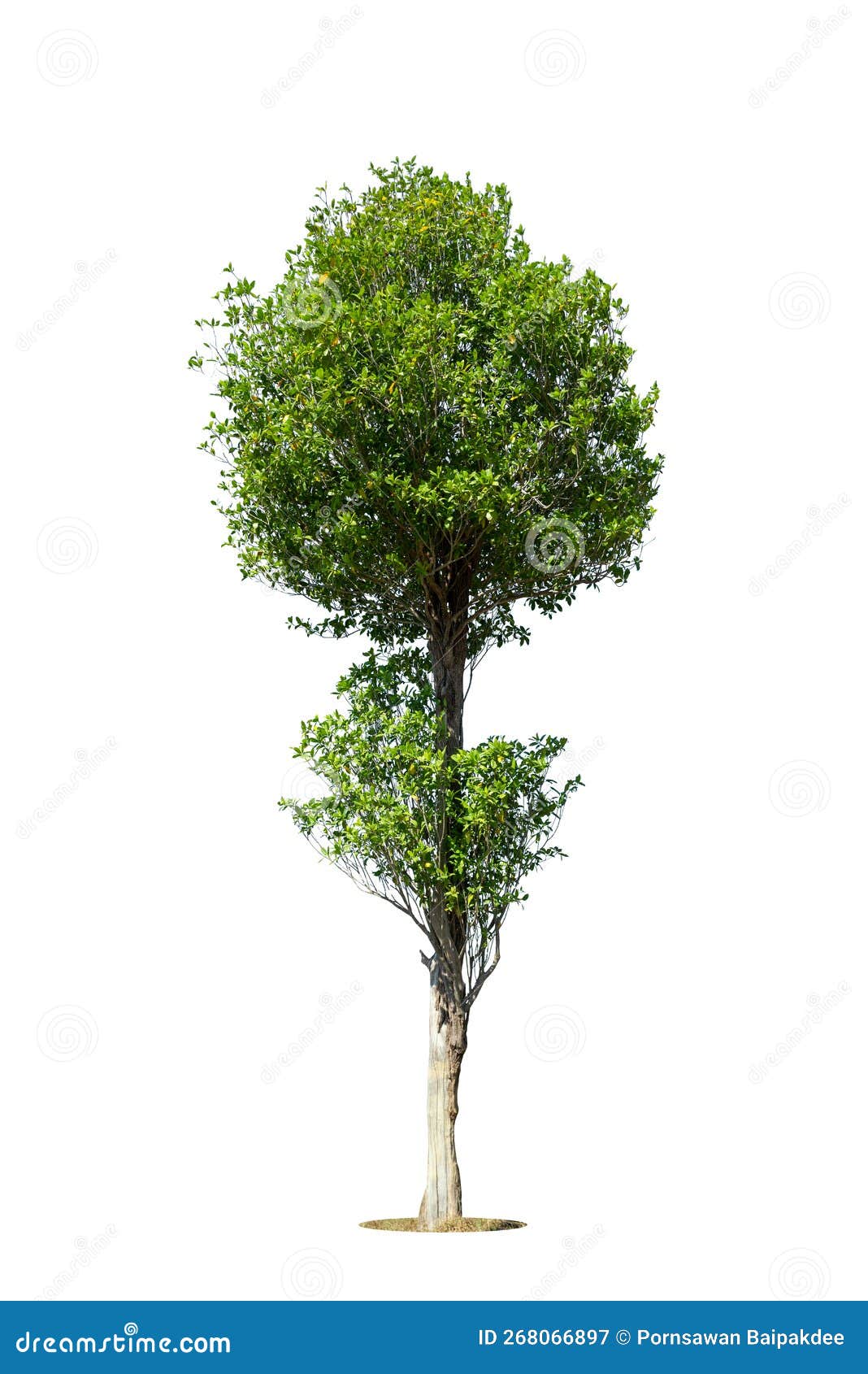 Tree Isolate on White Background Stock Image - Image of landscape ...