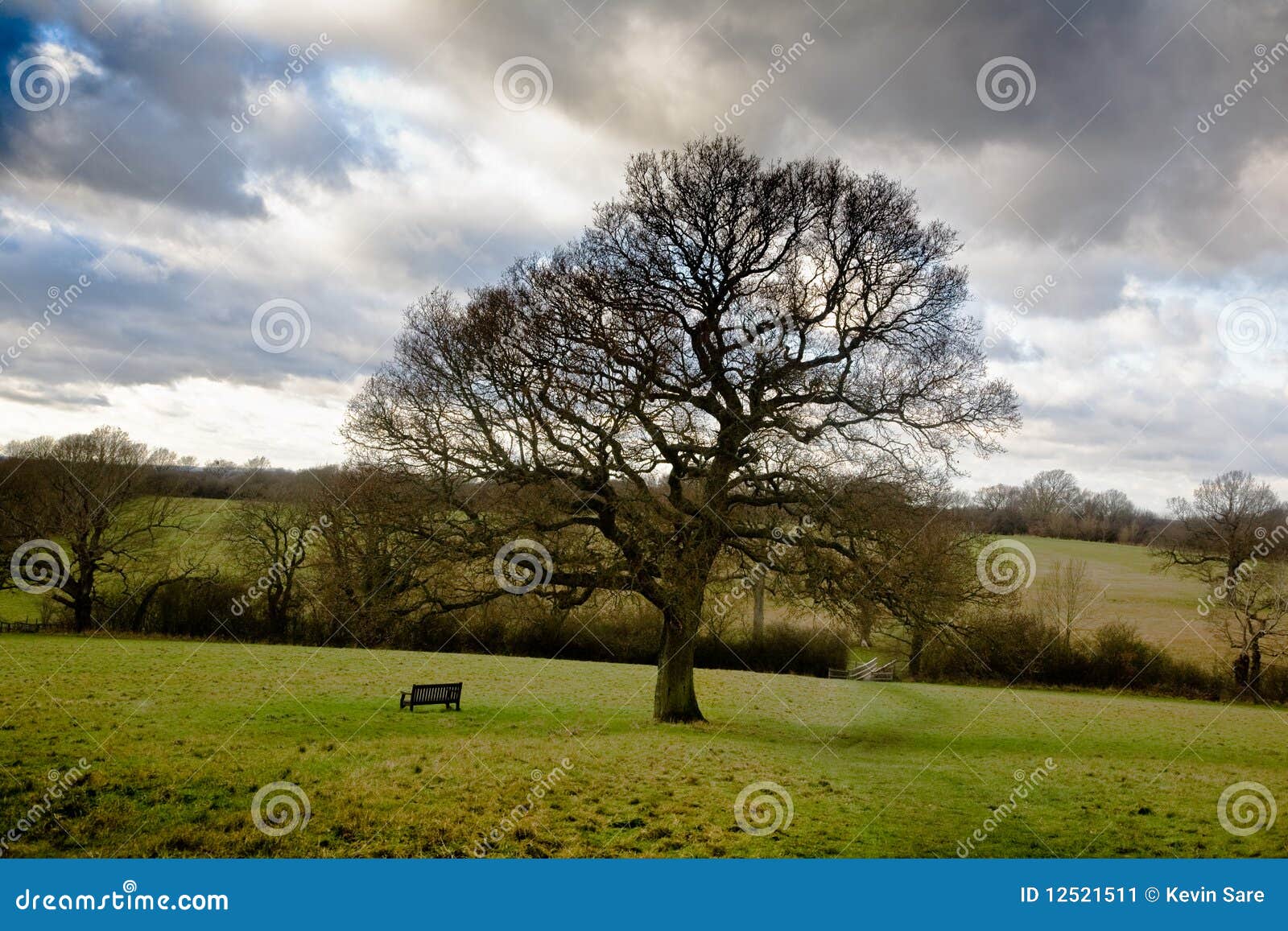 Tree isolated stock image. Image of hillside, winter - 12521511