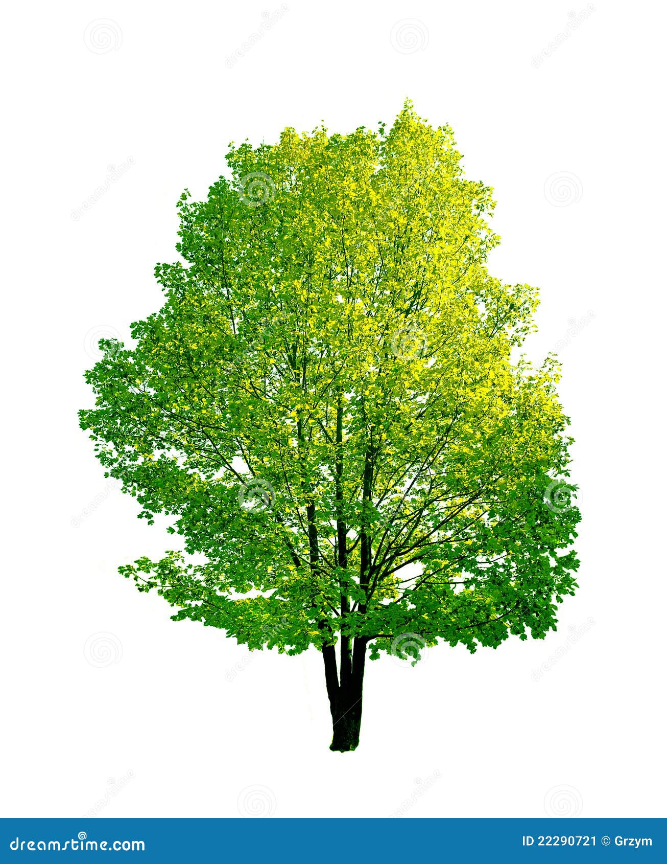 Tree isolated stock image. Image of fall, individual - 22290721