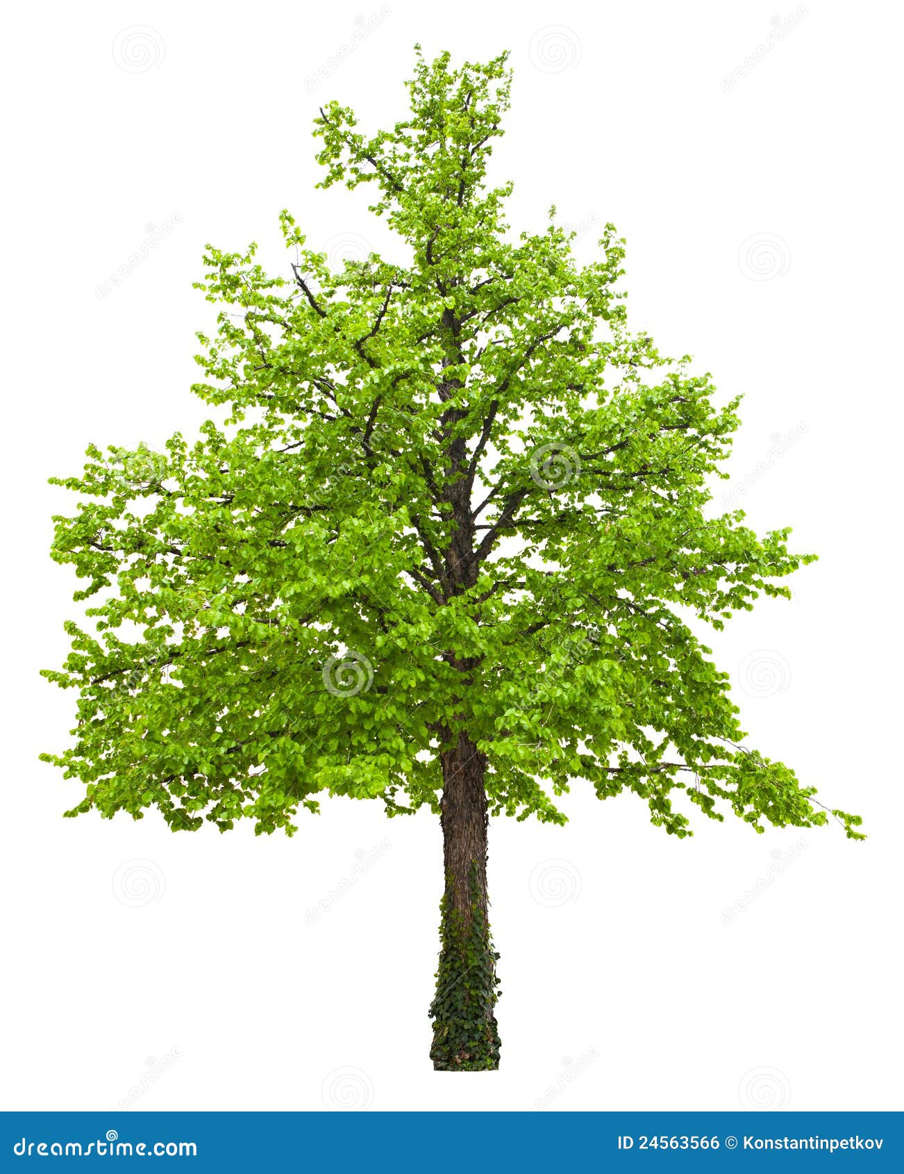 Tree isolated stock photo. Image of leaf, isolation, ecology - 24563566