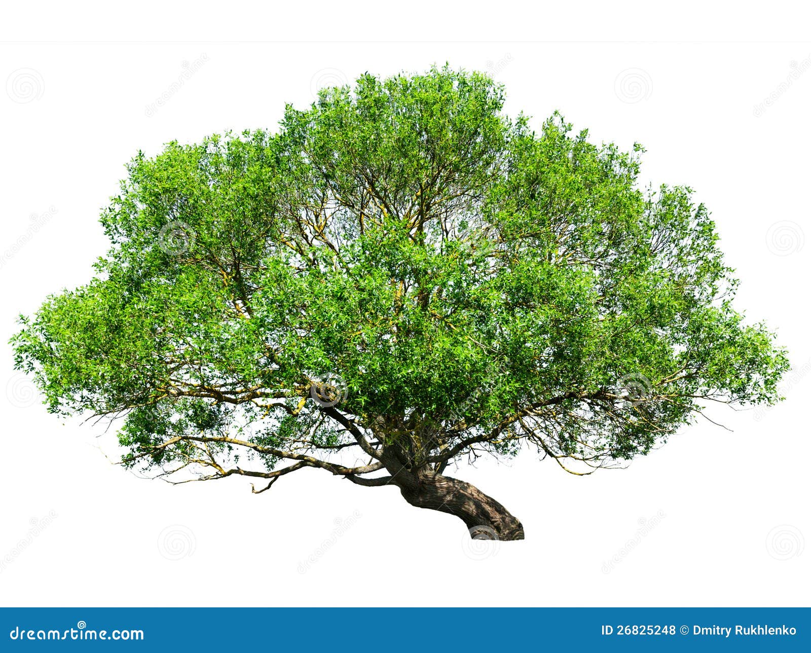 Tree isolated stock photo. Image of outside, concept - 26825248