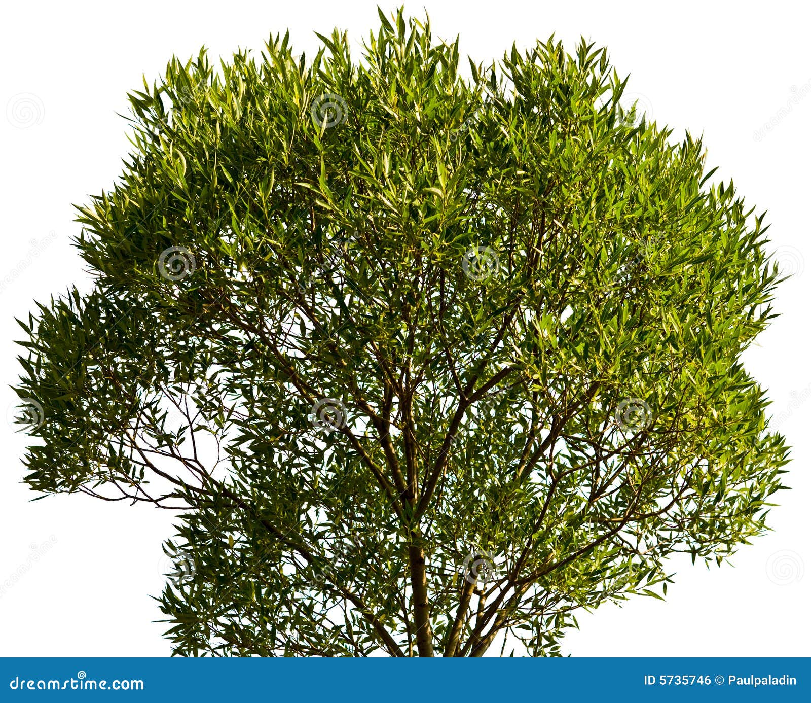 Tree isolated stock photo. Image of individual, life, bush - 5735746