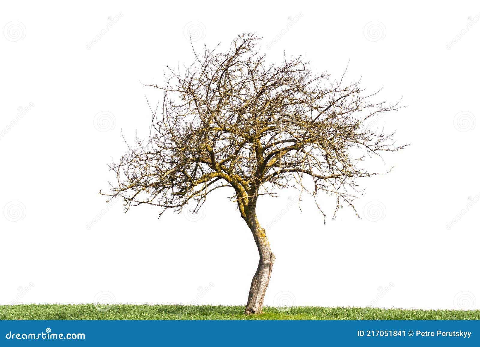 Tree isolated stock image. Image of sunny, isolated - 217051841