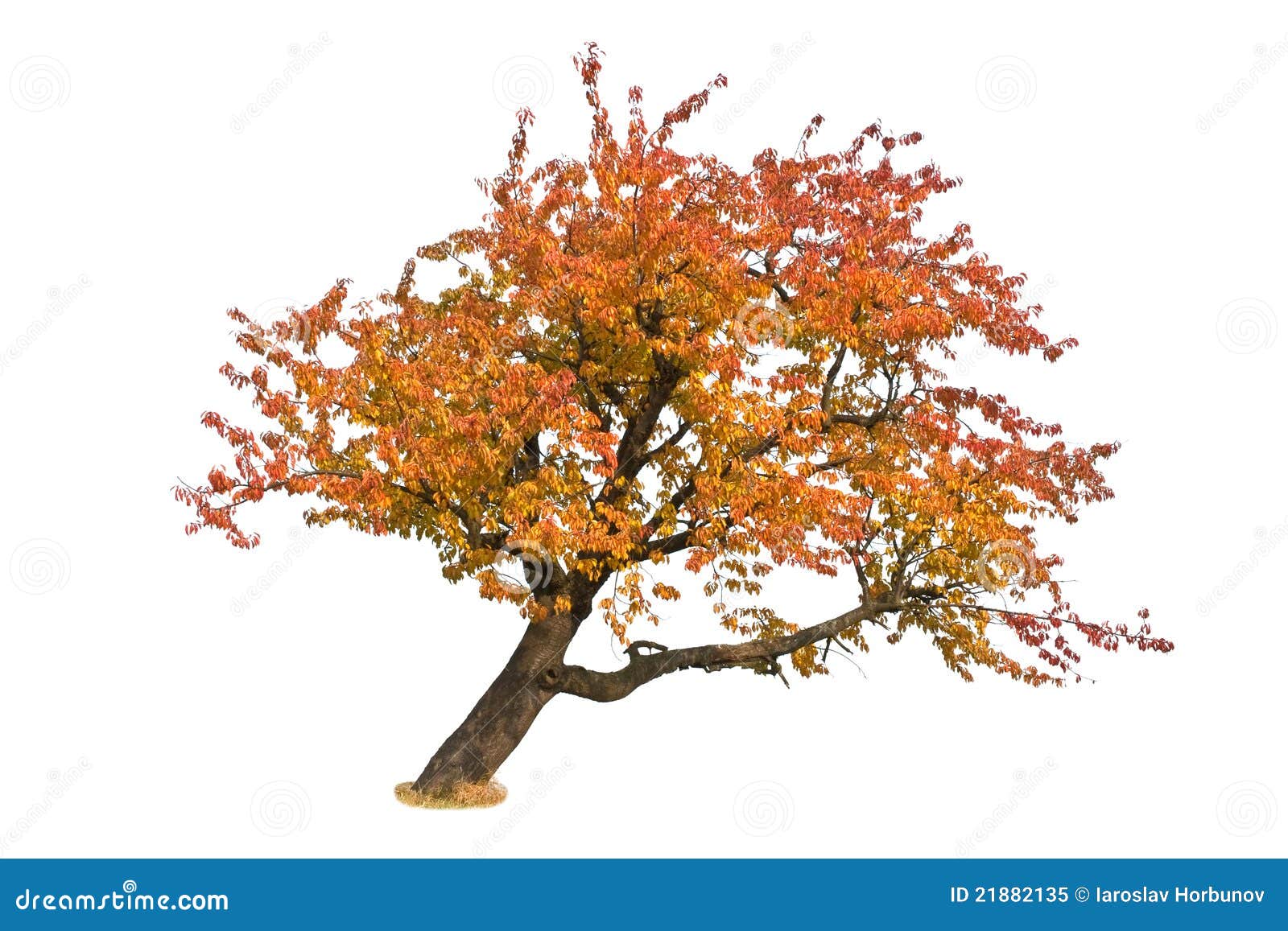 Tree Isolated Against White Background Stock Image - Image of outdoors ...
