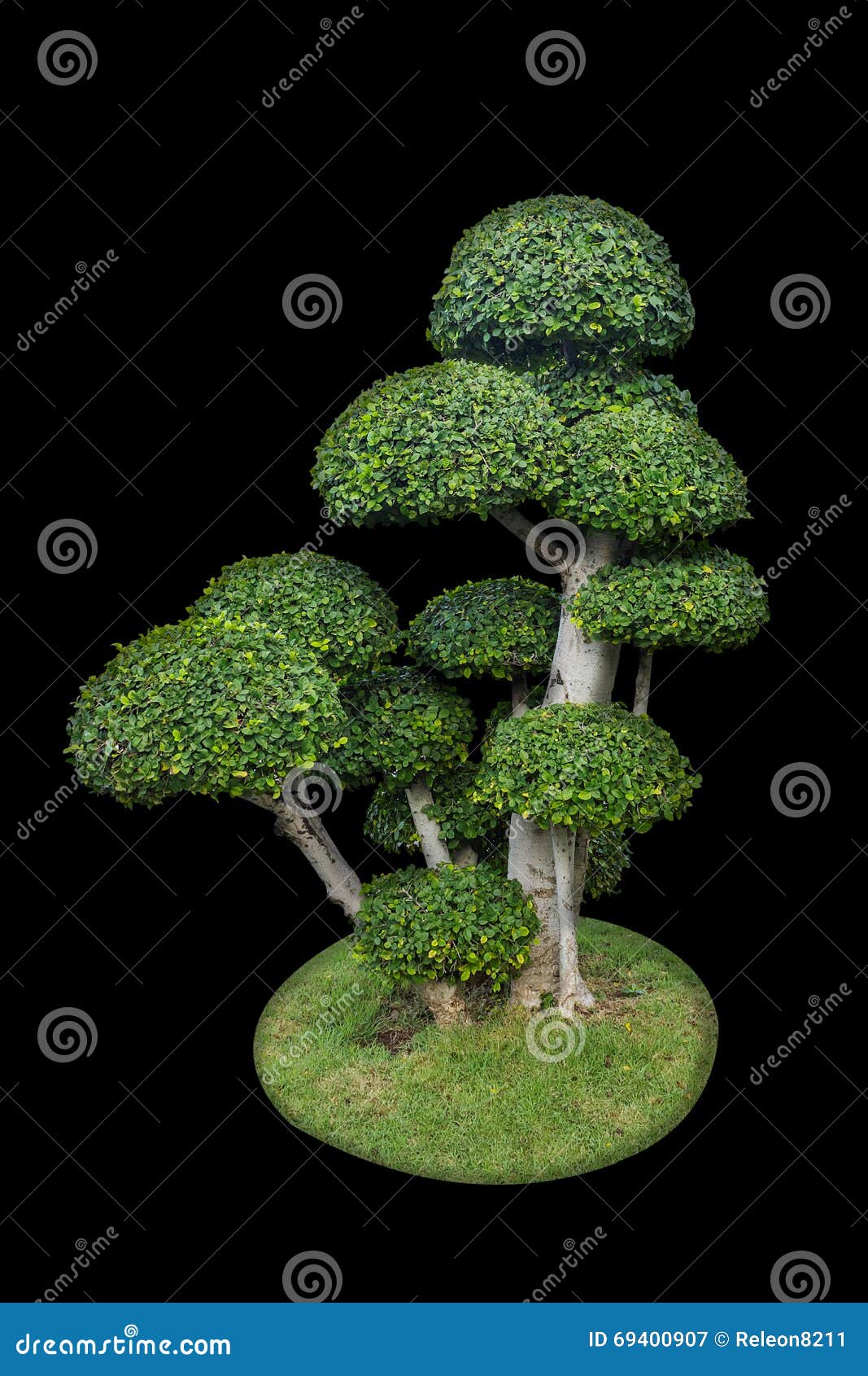 Tree Isolated Black Background. Stock Image - Image of green, field ...