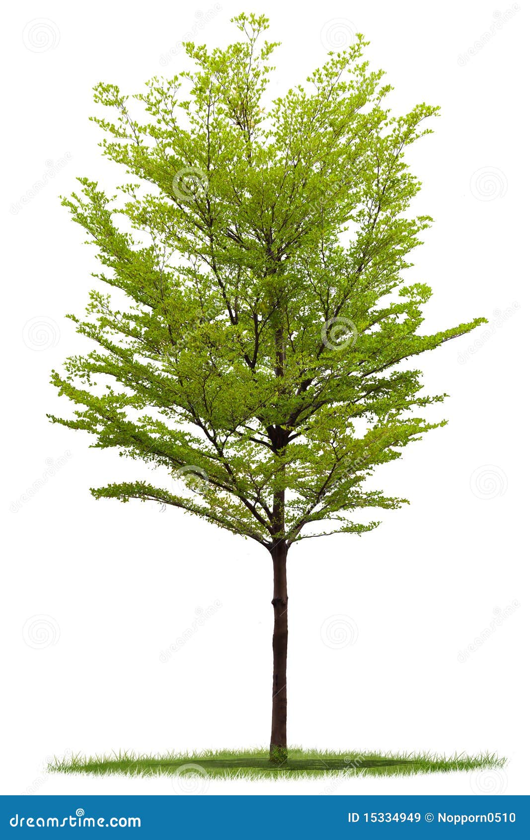 Tree Isolated of Terminalia Stock Image - Image of foliage, organic ...