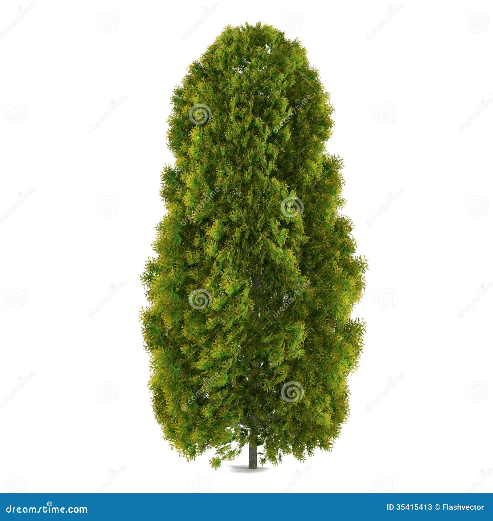 Tree isolated. Thuja stock illustration. Illustration of plant - 35415413