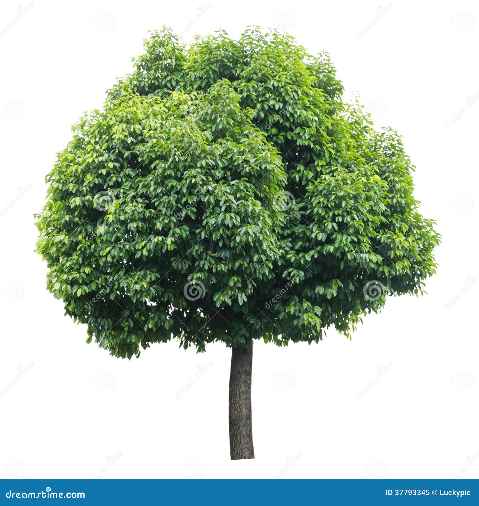 Tree isolated on white stock image. Image of stem, garden - 37793345