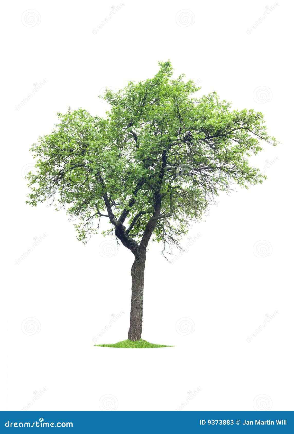 Tree isolated on white stock image. Image of nature, close - 9373883