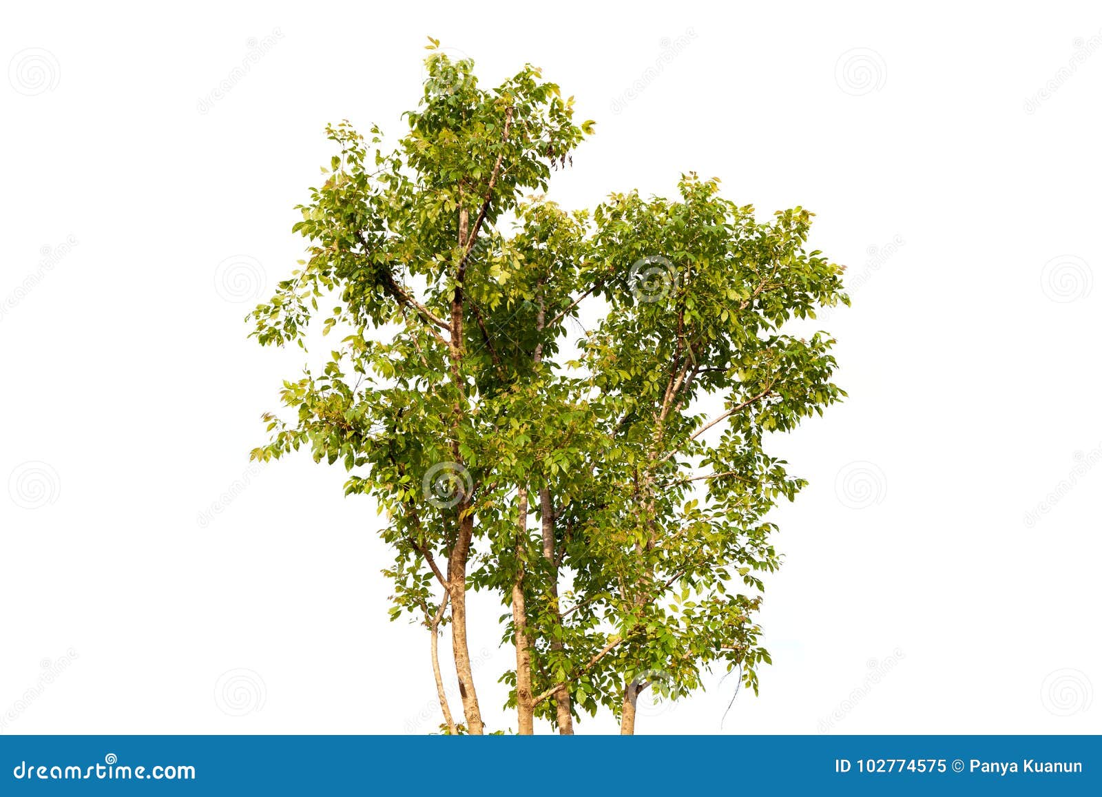 Tree Isolated on White Background. Stock Image - Image of summer ...