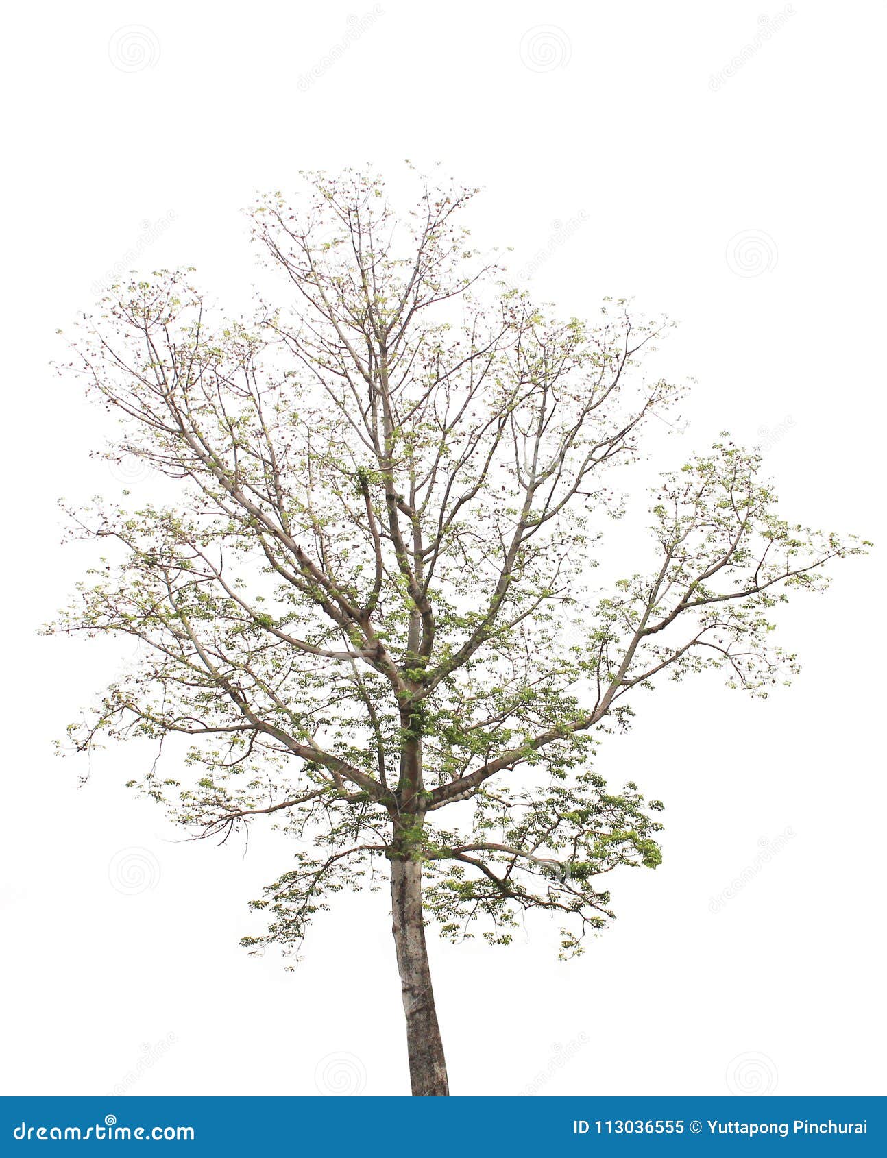 Tree Isolated on White Background Stock Image - Image of linden, forest ...